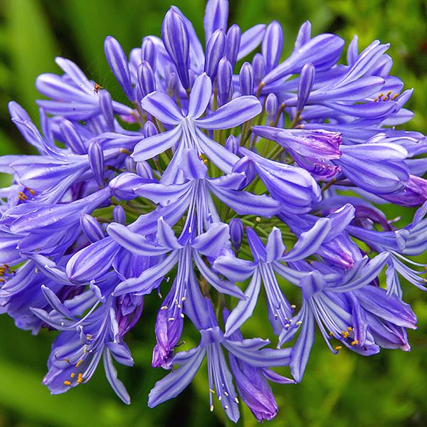 Agapanthus Seeds for sale - Perennial Flower Seeds Agapanthus Seeds for sale - Perennial Flower Seeds