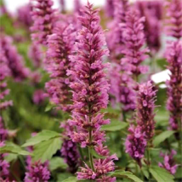 Agastache Seeds | Giant Hyssops | Perennial Flower Seeds