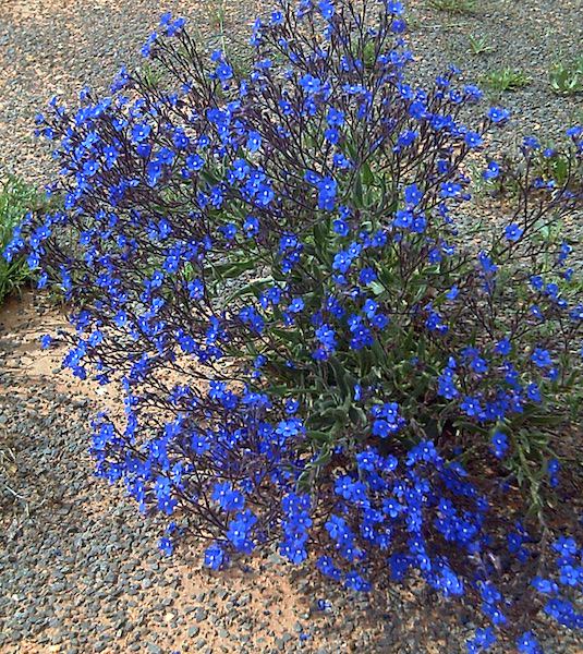 Anchusa Seeds: Italian Bugloss Perennial Flower Seeds