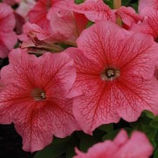 Petunia Seeds | 104 Petunias | Annual Flower Seeds