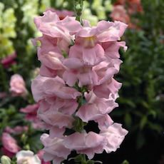 Snapdragon Seeds | 31 snapdragons | Annual Flower Seeds - S.G.S.