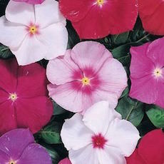 Vinca Seeds | Madagascar Periwinkle | Annual Flower Seeds