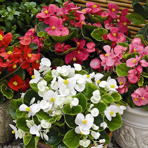 Begonia Seeds - 14 Begonias | Annual Flower Seeds