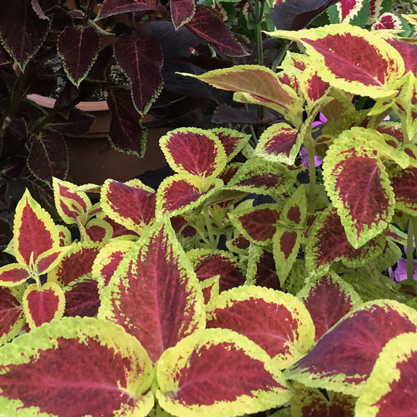 Coleus Seeds | 43 Varieties | Annual Flower Seeds
