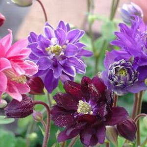 Columbine Seeds | 34 Columbines | Perennial Flower Seeds