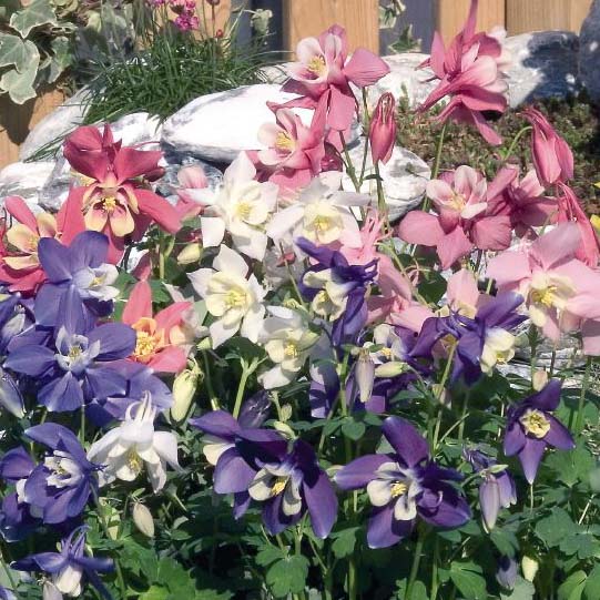 Columbine Seeds | 35 Columbines | Perennial Flower Seeds