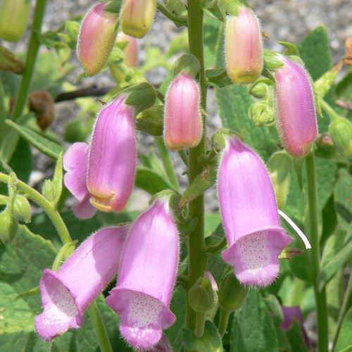 Foxglove Seeds | 27 Varieties | Perennial Flower Seeds