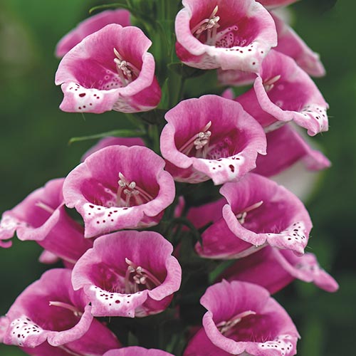 Blue Foxglove Flowers