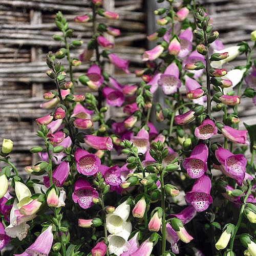 Foxglove Seeds - 23 Foxgloves - Perennial Flower Seeds