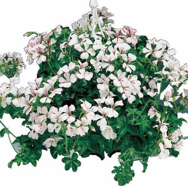 Geranium Seeds: 32 Geraniums | Swallowtail Garden Seeds