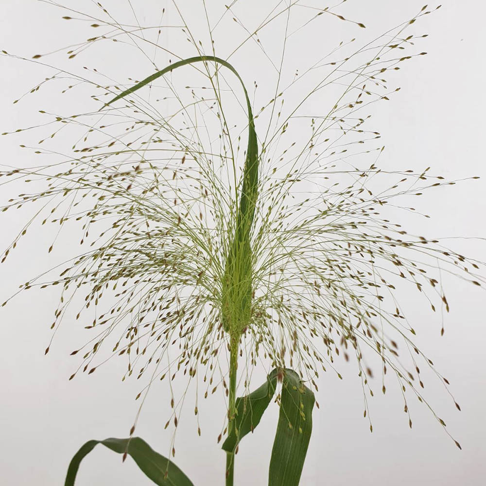 Frosted Explosion Switchgrass Seeds - Annual Flower Seeds