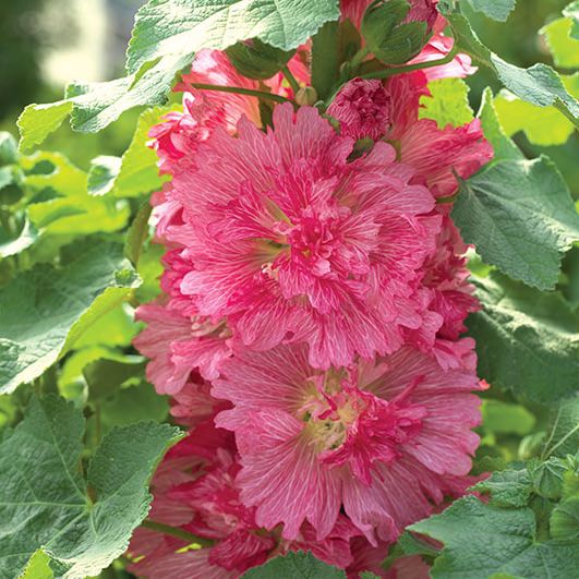 Hollyhock Seeds | 45+ Hollyhocks | Perennial Flower Seeds