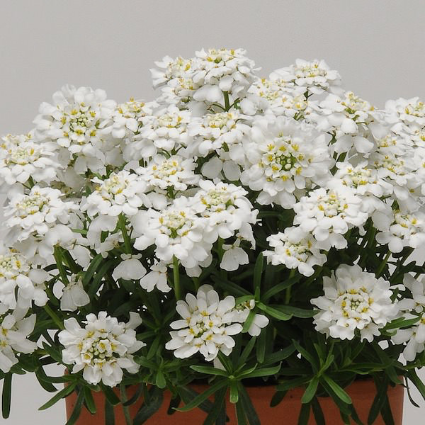 Candytuft Seeds Iberis Sempervirens Perennial Flower Seeds Candytuft Seeds Iberis Sempervirens Perennial Flower Seeds