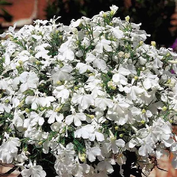 Lobelia Seeds | 14 Lobelias | Annual Flower Seeds