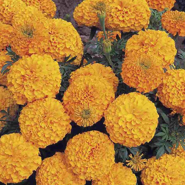 Marigold Seeds - Buy African & French Marigolds - Annual Flower Seeds