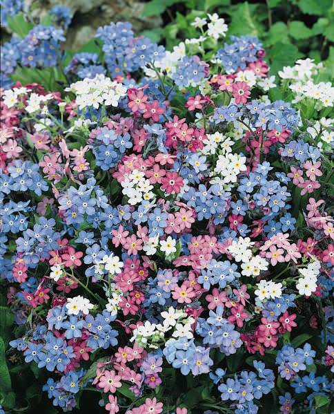 Forget-me-not Seeds: 5 Forget-me-nots Perennial Flower Seeds