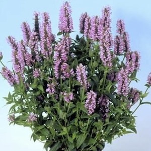 Nepeta Seeds | Catmint | Perennial Flower Seeds