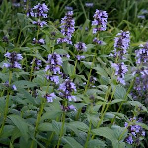 Nepeta Seeds | Catmint | Perennial Flower Seeds