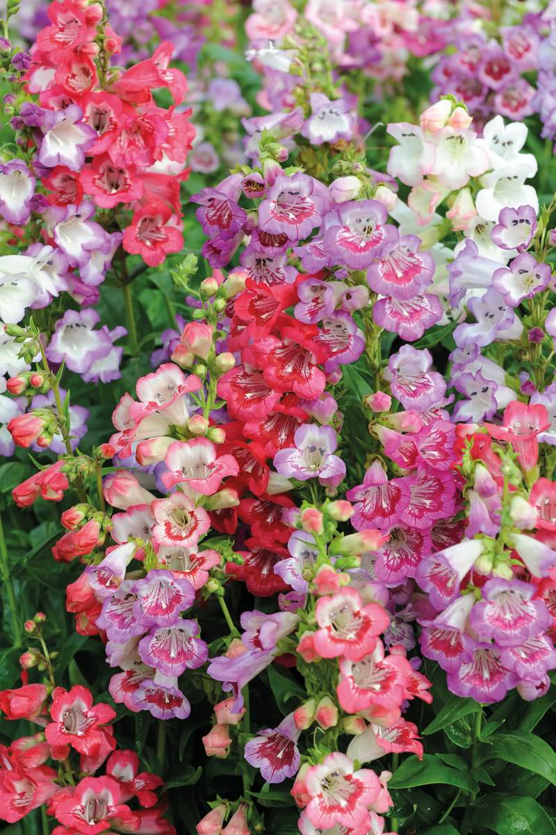 Penstemon Seeds - 7 Top Penstemons - Perennial Flower Seeds