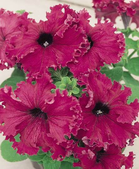 Petunia Seeds | 127 Petunias | Annual Flower Seeds