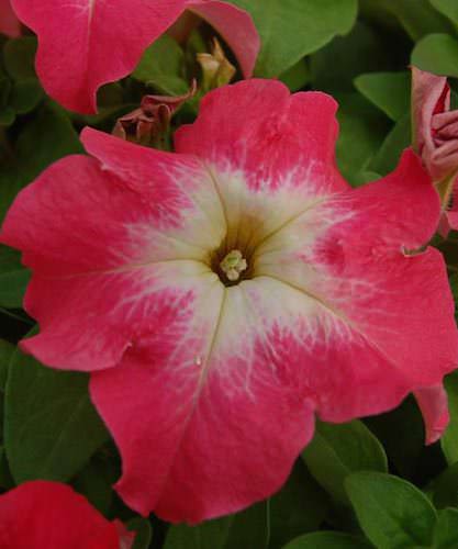 Petunia Seeds | 127 Petunias | Annual Flower Seeds