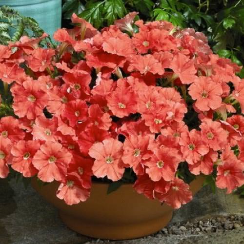 Petunia Seeds | 102 Petunias | Annual Flower Seeds