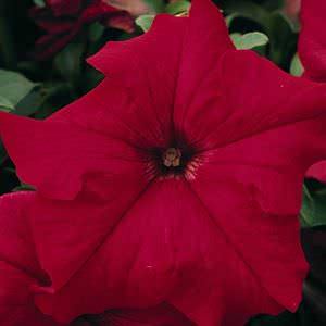 Petunia Seeds | 127 Petunias | Annual Flower Seeds