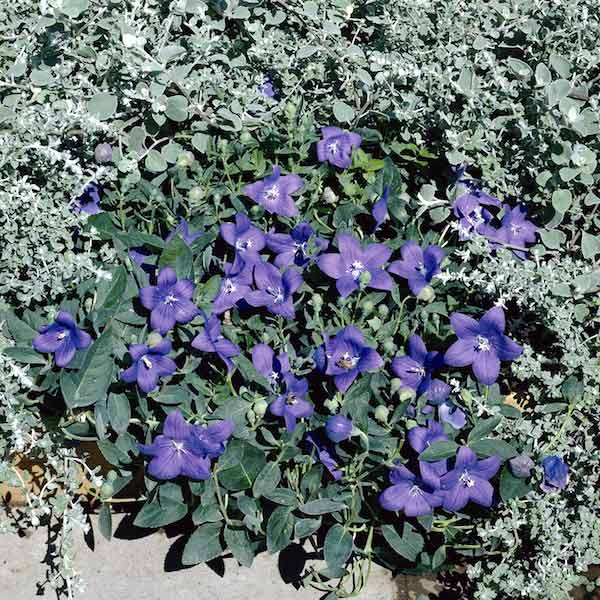 Balloon Flower Seeds | Platycodon | Perennial Flower Seeds
