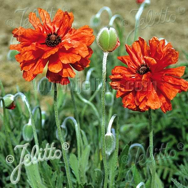 Oriental Poppy Seeds | Papaver orientalis | Perennial Flower Seeds
