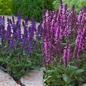 Salvia Seeds for sale | Perennial Flower Seeds