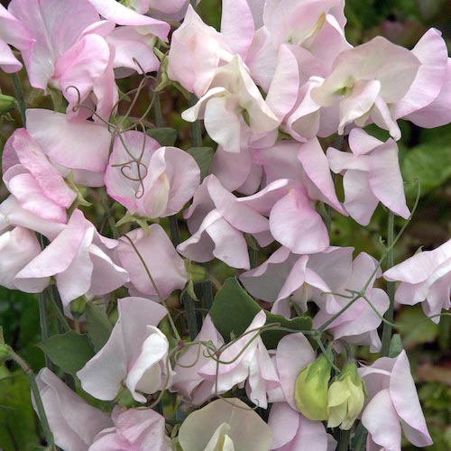 Sweet Peas Seeds - 28 Sweet Pea vines - Swallowtail Garden Seeds