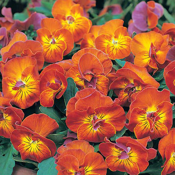 Viola Seeds - 27 Violas - Annual Flower Seeds