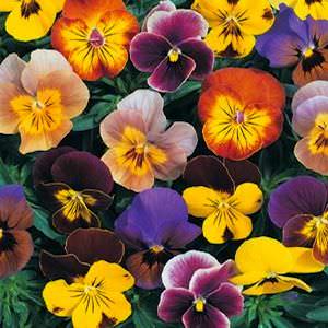 Viola Seeds - 27 Violas - Annual Flower Seeds