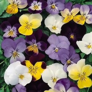 Viola Seeds - 27 Violas - Annual Flower Seeds