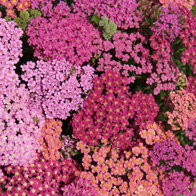 Yarrow Seeds | 7 Achillea Varieties | Perennial Flower Seeds