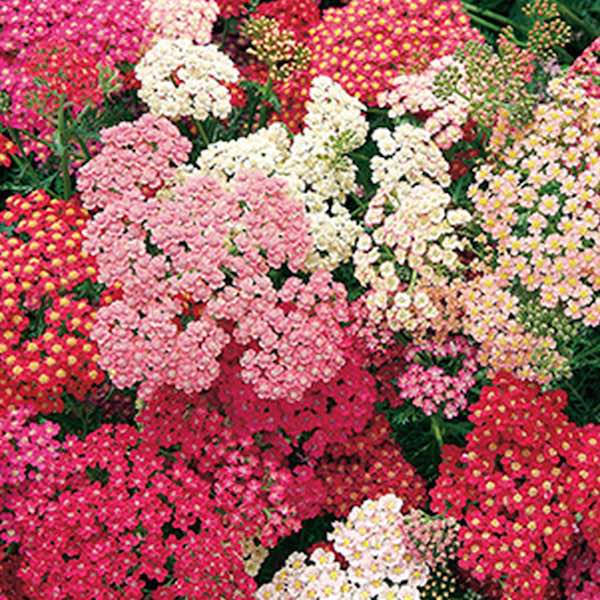 Yarrow Seeds | 7 Achillea Varieties | Perennial Flower Seeds