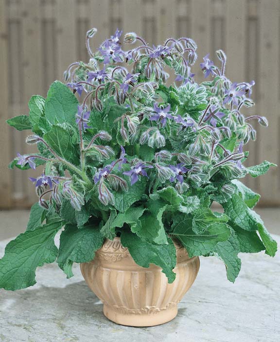 Borage Seeds for sale | Borago officinalis | Herb Seeds