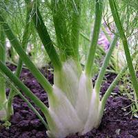 New Seeds 2018 | Swallowtail Garden Seeds