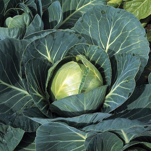 Cabbage Seeds - Vegetable Garden Seeds