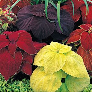 Bulk Coleus Seeds | Swallowtail Garden Seeds