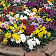 Bulk Pansy Seeds | Swallowtail Garden Seeds