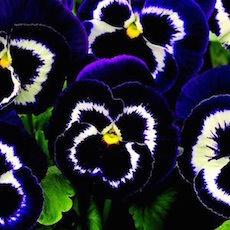 Bulk Pansy Seeds | Swallowtail Garden Seeds